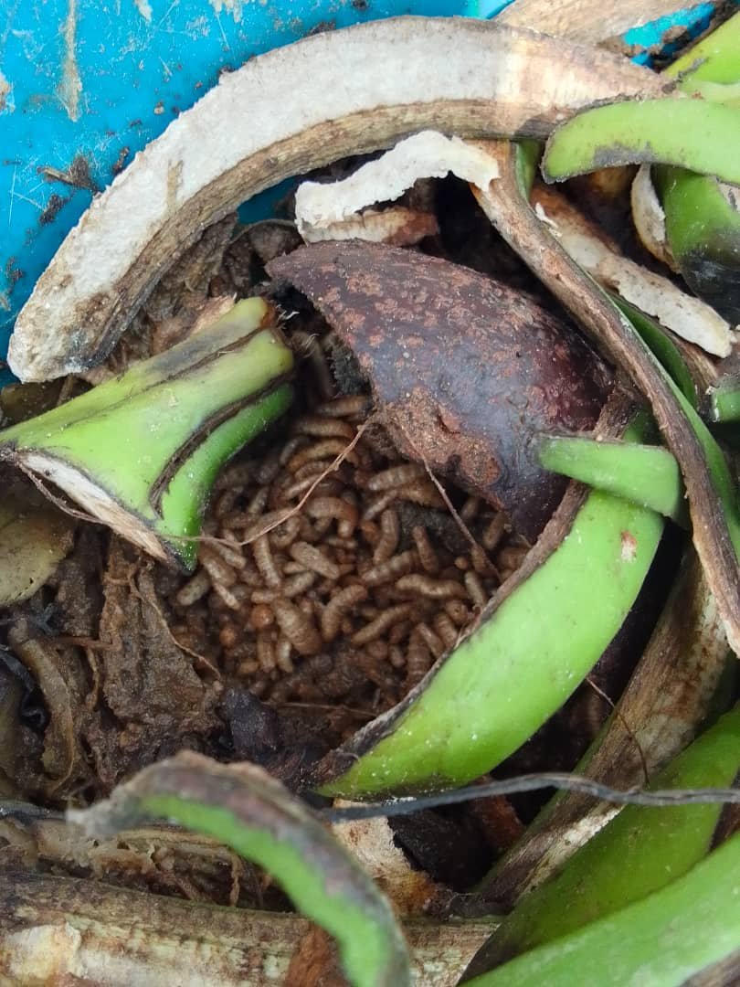 Black Soldier Fly (BSFL) Overview – https://wastefree23.org/